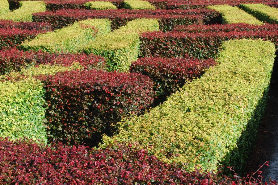 Top Tips On How To Cut Your Hedge This Spring Garden Power Tools top-tips-on-how-to-cut-your-hedge-this-spring-garden-power-tools